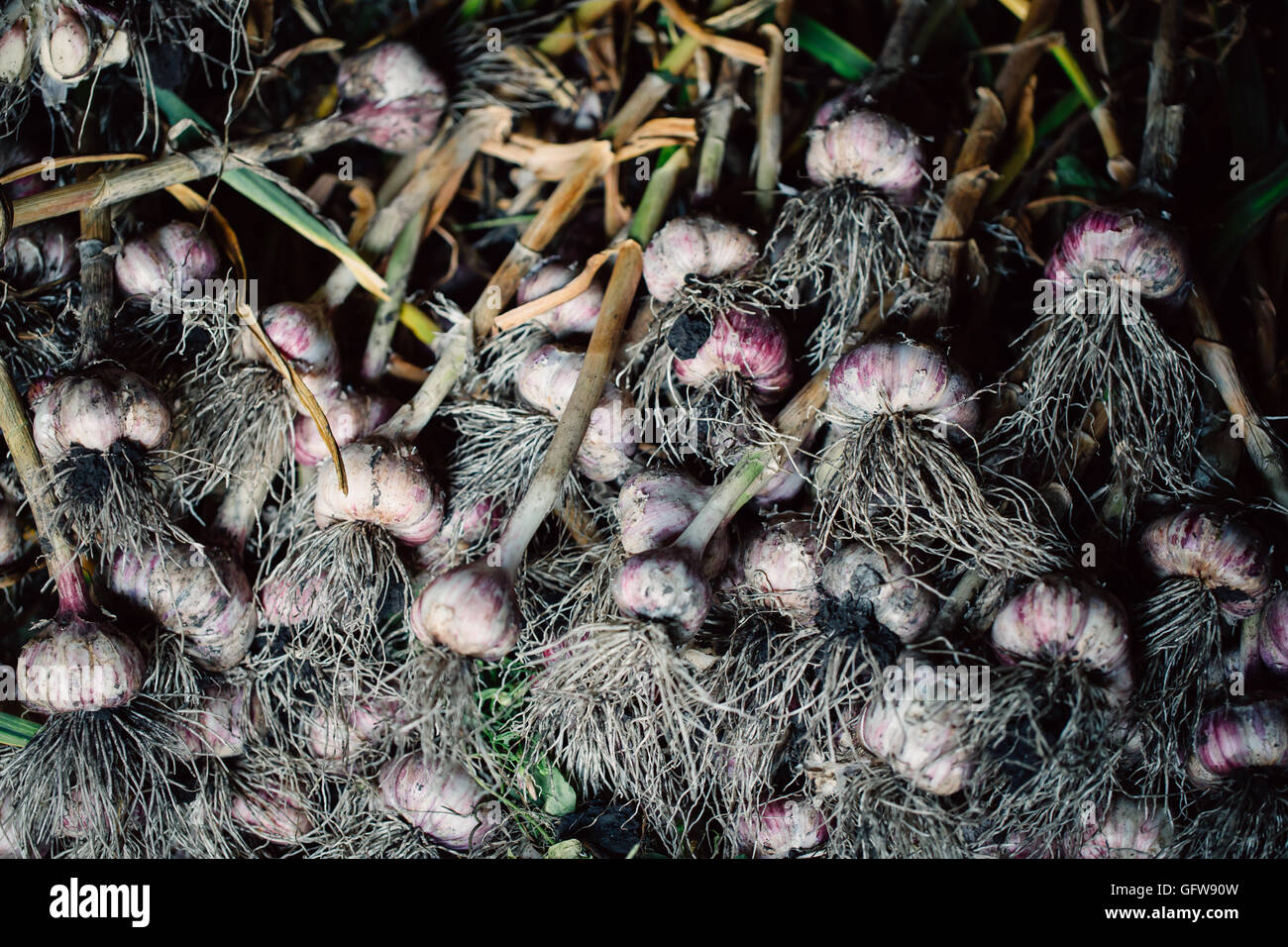 Fresh garlic with roots from the garden background Stock Photo - Alamy