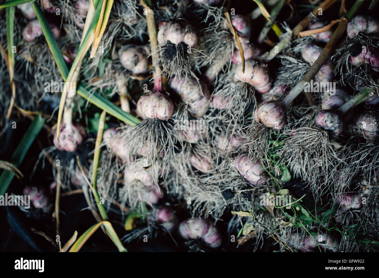 Fresh garlic with roots from the garden background Stock Photo - Alamy