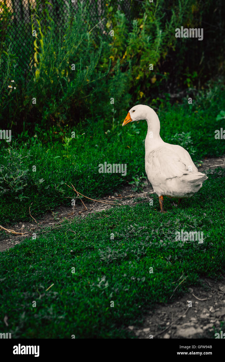 Geese in a village walk on the lawn Stock Photo - Alamy