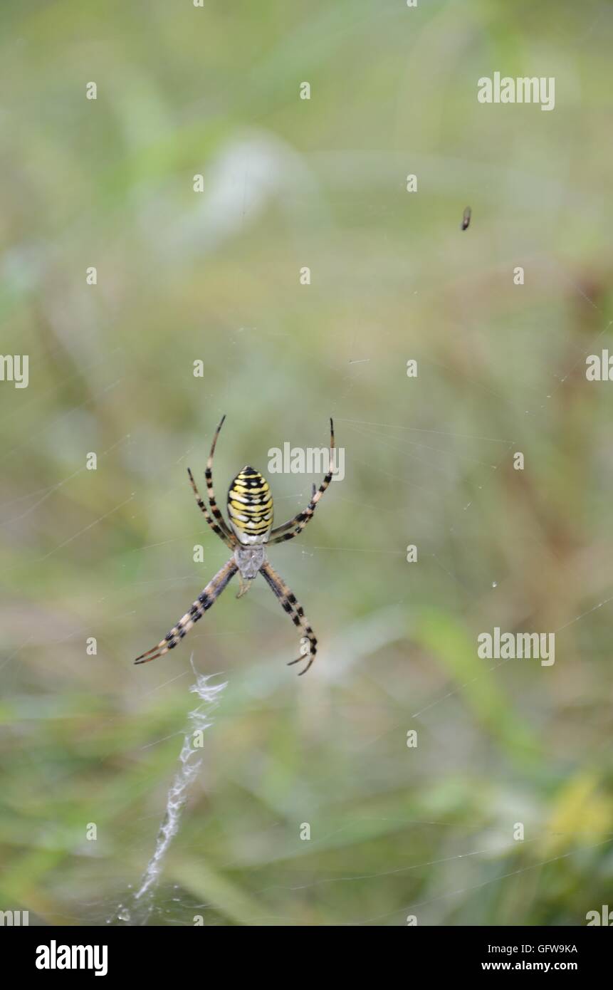spider and web Stock Photo - Alamy