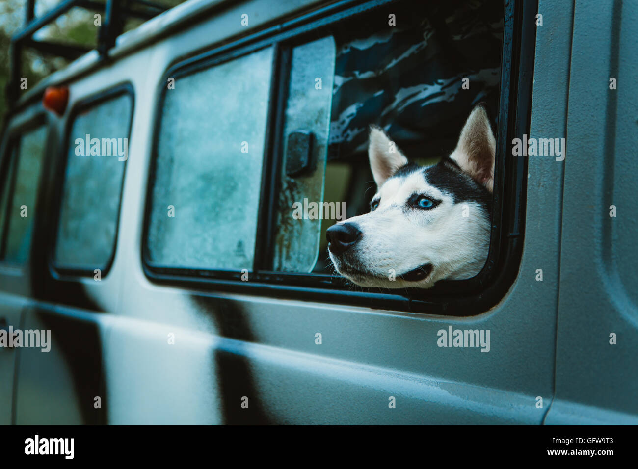 sad dog Husky looks out of the window while sitting in the car Stock ...