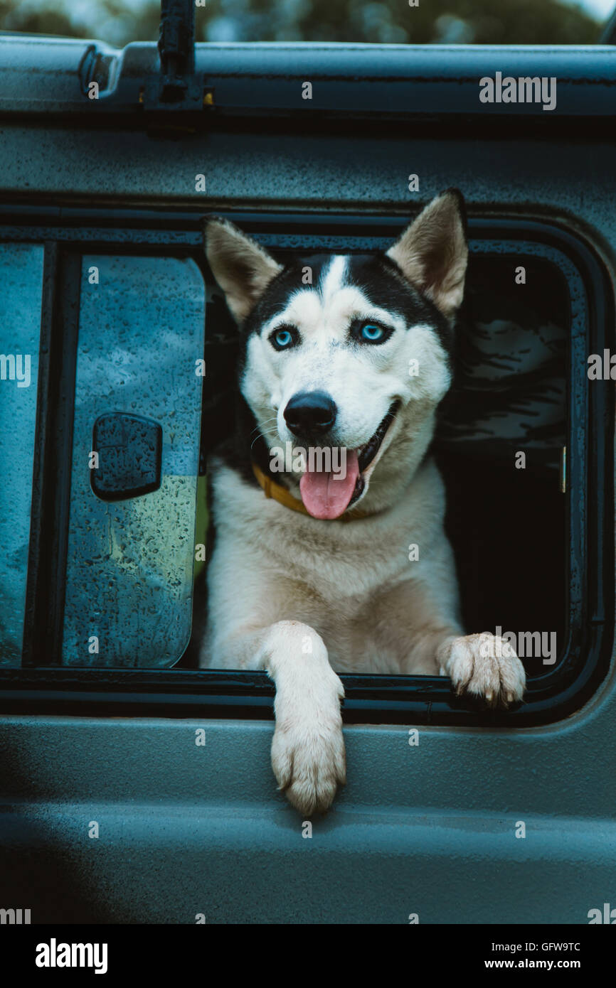 sad dog Husky looks out of the window while sitting in the car Stock ...