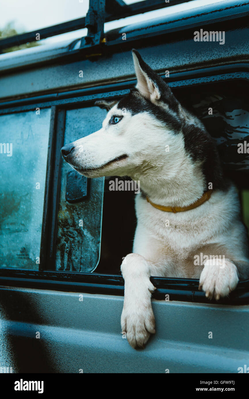 sad dog Husky looks out of the window while sitting in the car Stock ...