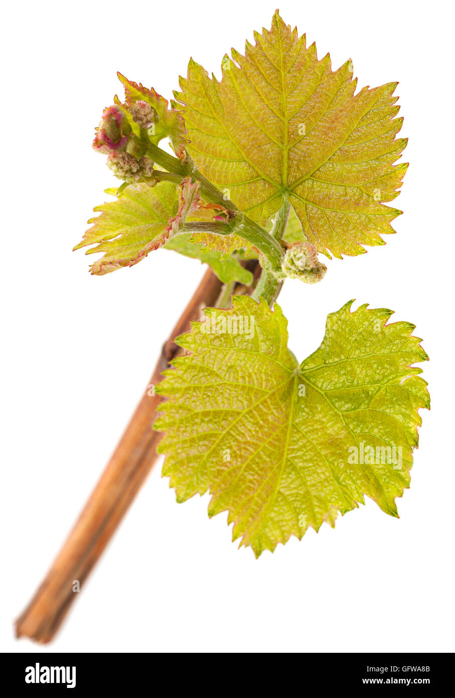 Seedling grape with leaf isolated on white background Stock Photo - Alamy