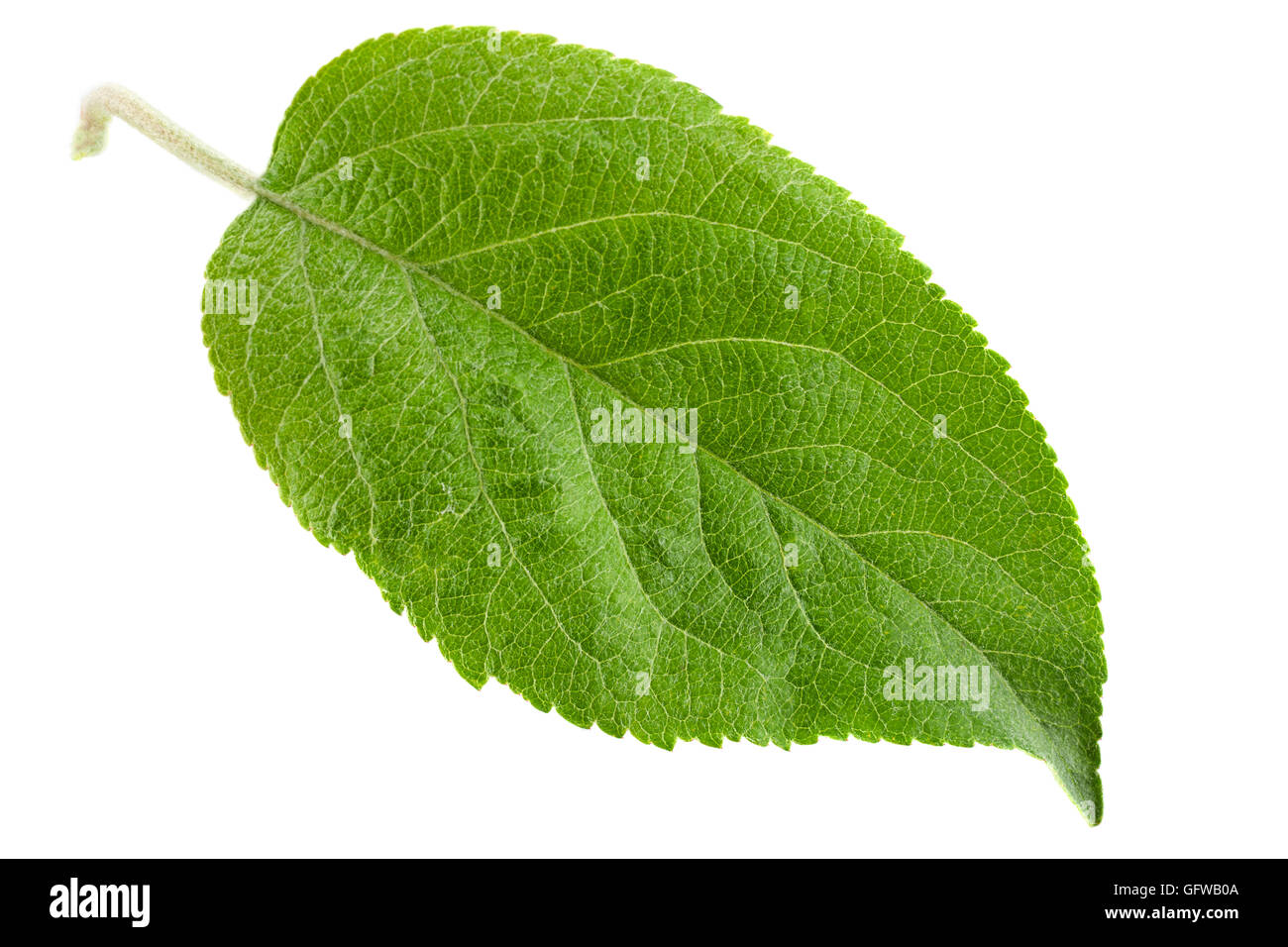 Apple leaf closeup isolated on white background Stock Photo - Alamy