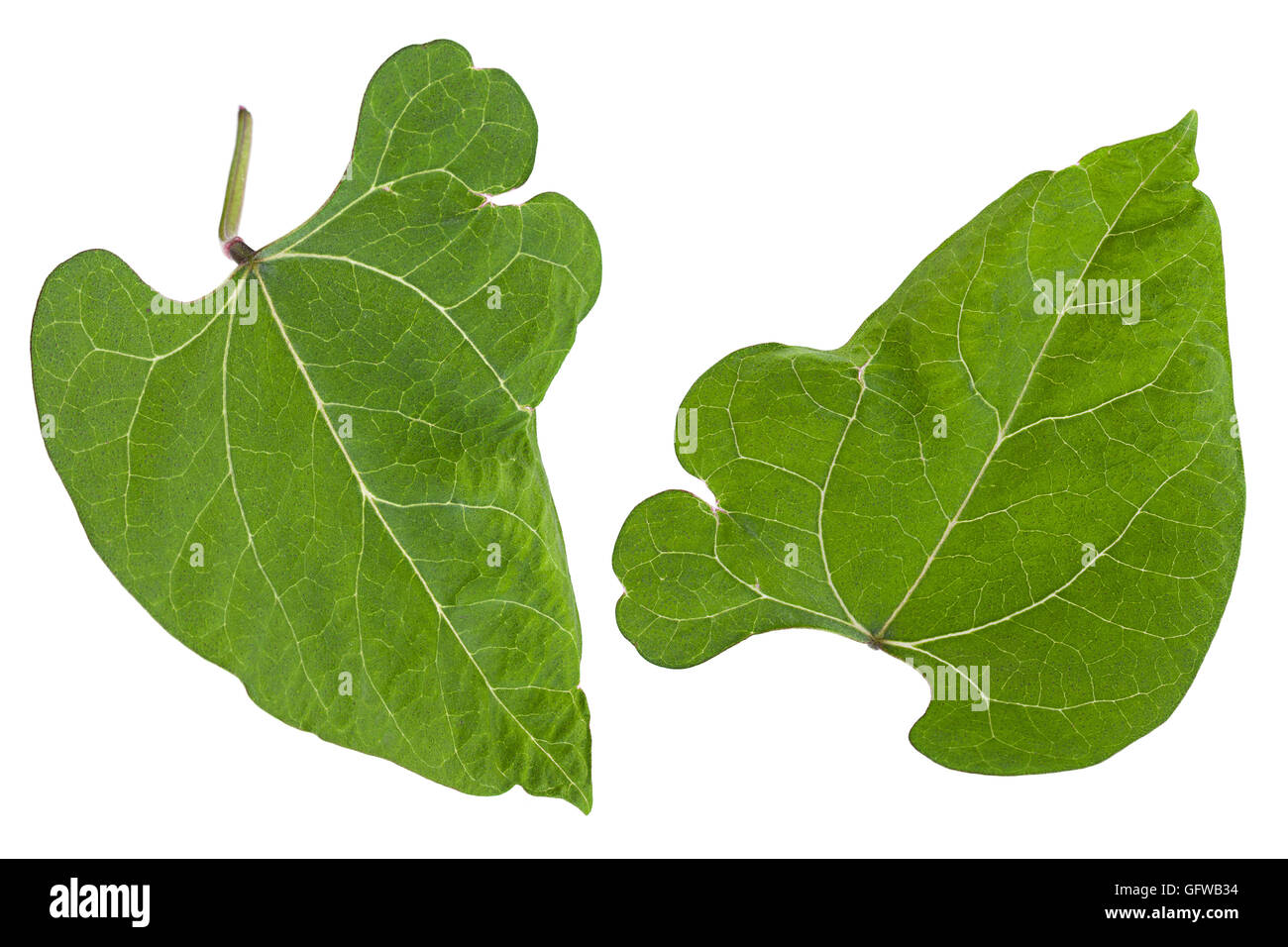 Kidney bean closeup leaf isolated on white background Stock Photo - Alamy