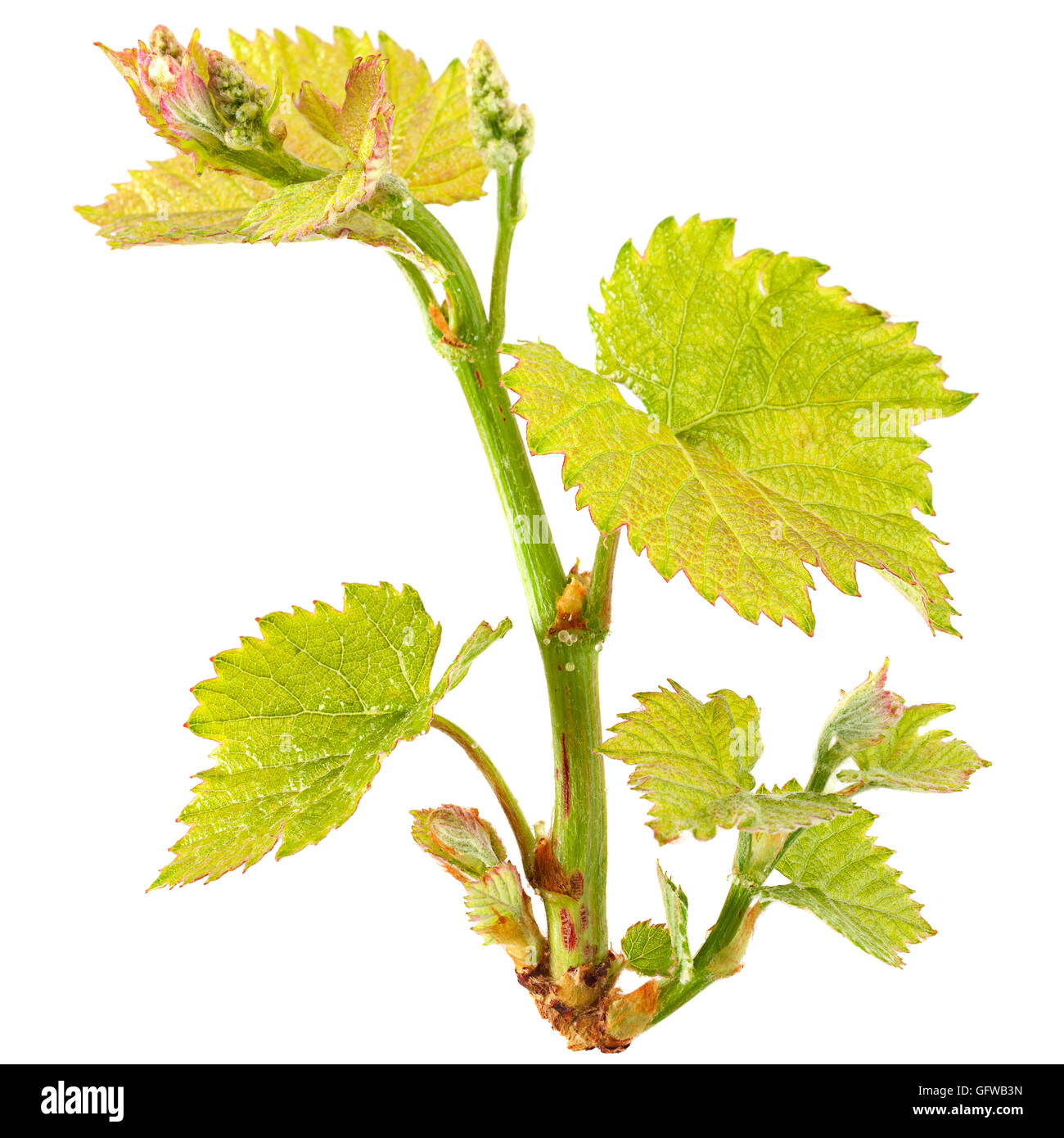 Seedling grape with leaf isolated on white background Stock Photo - Alamy