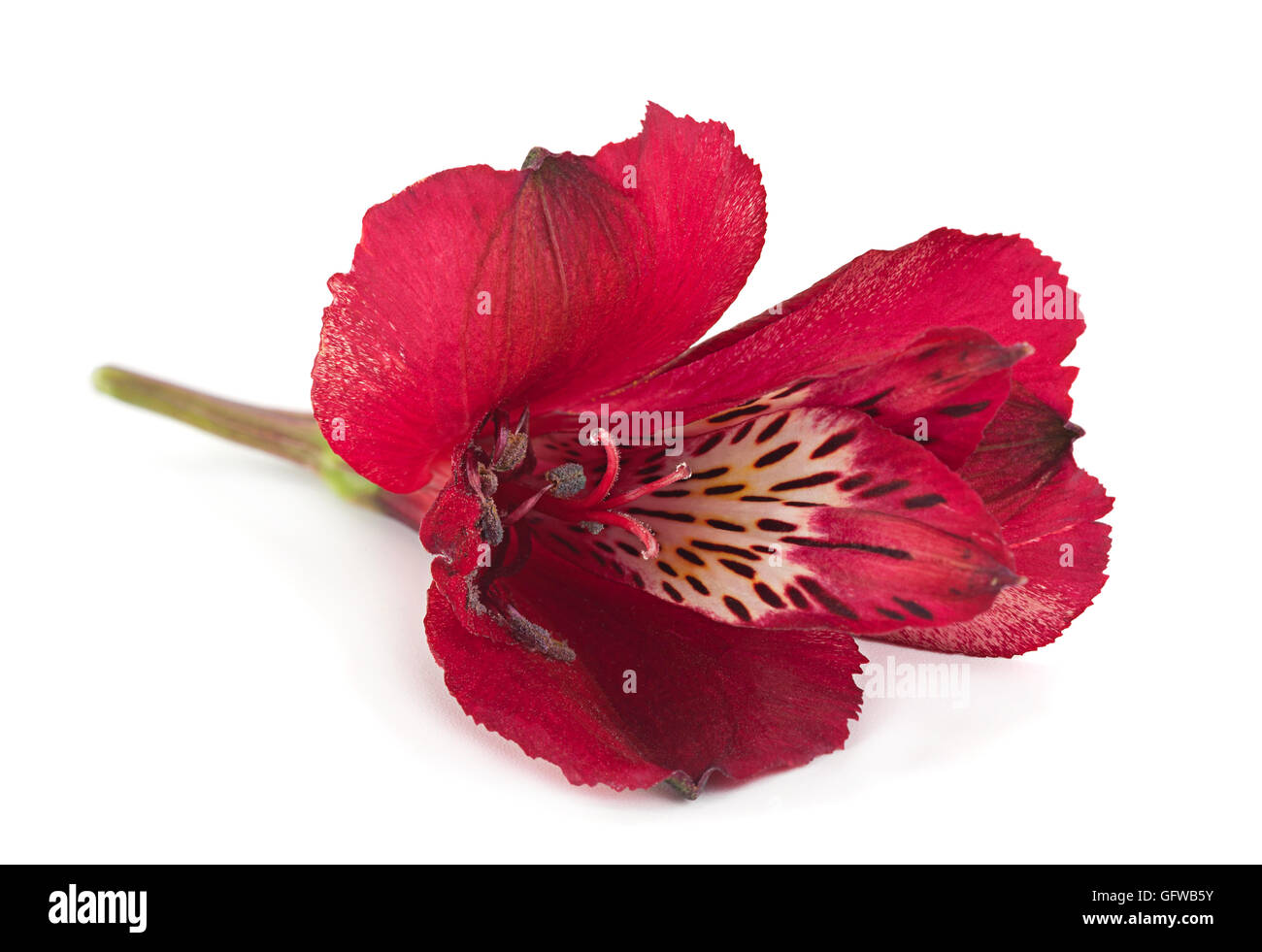 Red Alstroemeria flower head closeup isolated on white background Stock ...