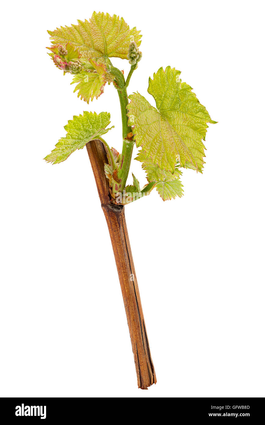 Seedling grape with leaf isolated on white background Stock Photo - Alamy