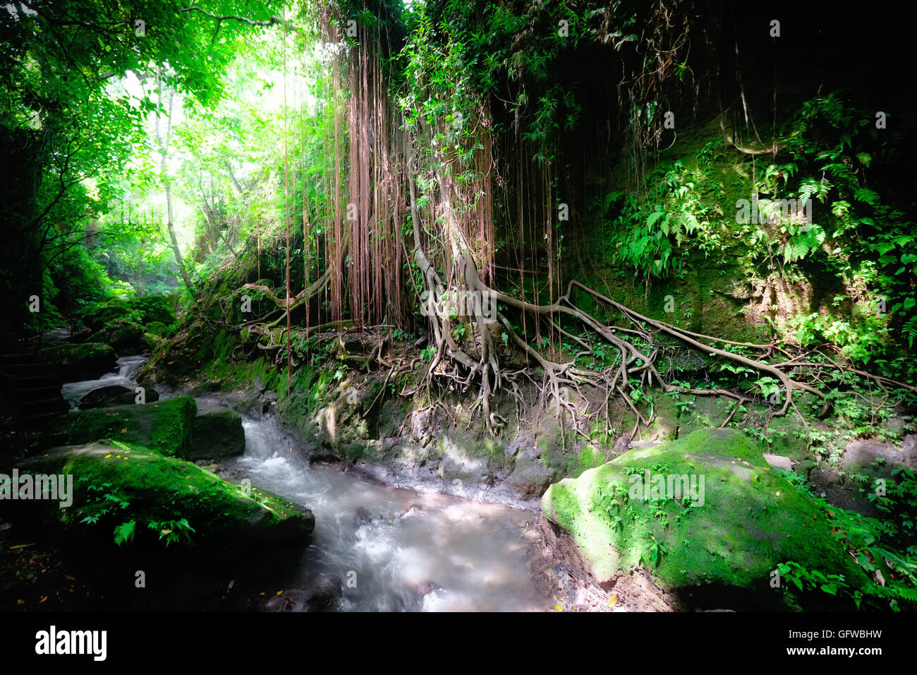 Indonesia wild jungles. Amazing mystery rainforest landscape with small ...