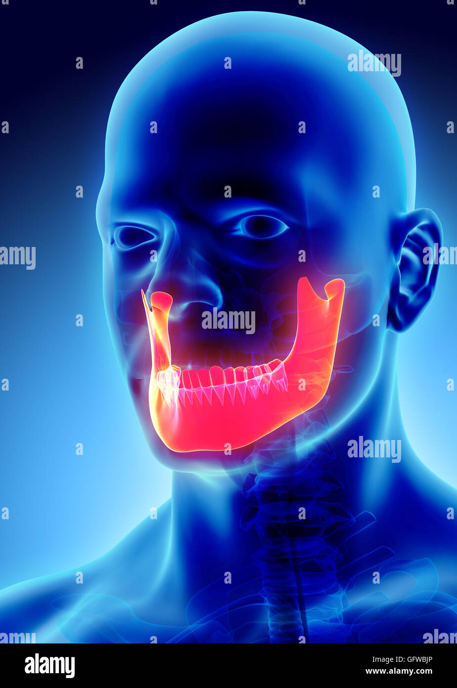3D illustration of Mandible - Part of Human Skeleton Stock Photo - Alamy