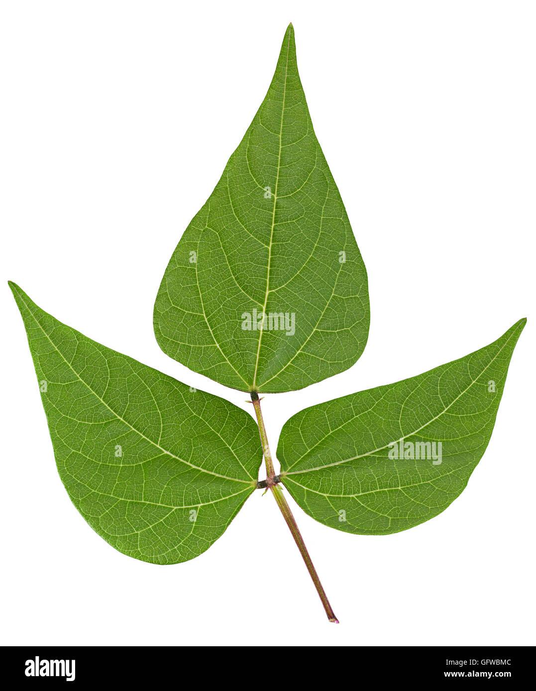 Kidney bean closeup leaf isolated on white background Stock Photo - Alamy