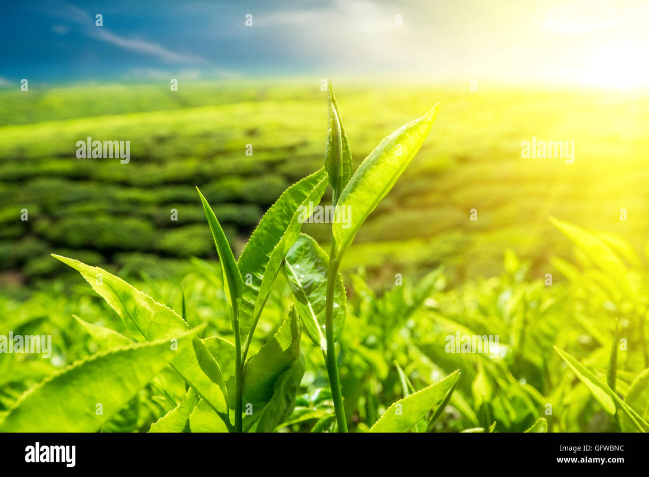 Fresh green tea leaves at plantation under sunset sky. Nature landscape ...