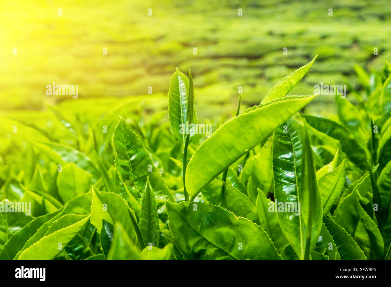 Fresh green tea leaves at plantation under sunset sky. Nature landscape ...