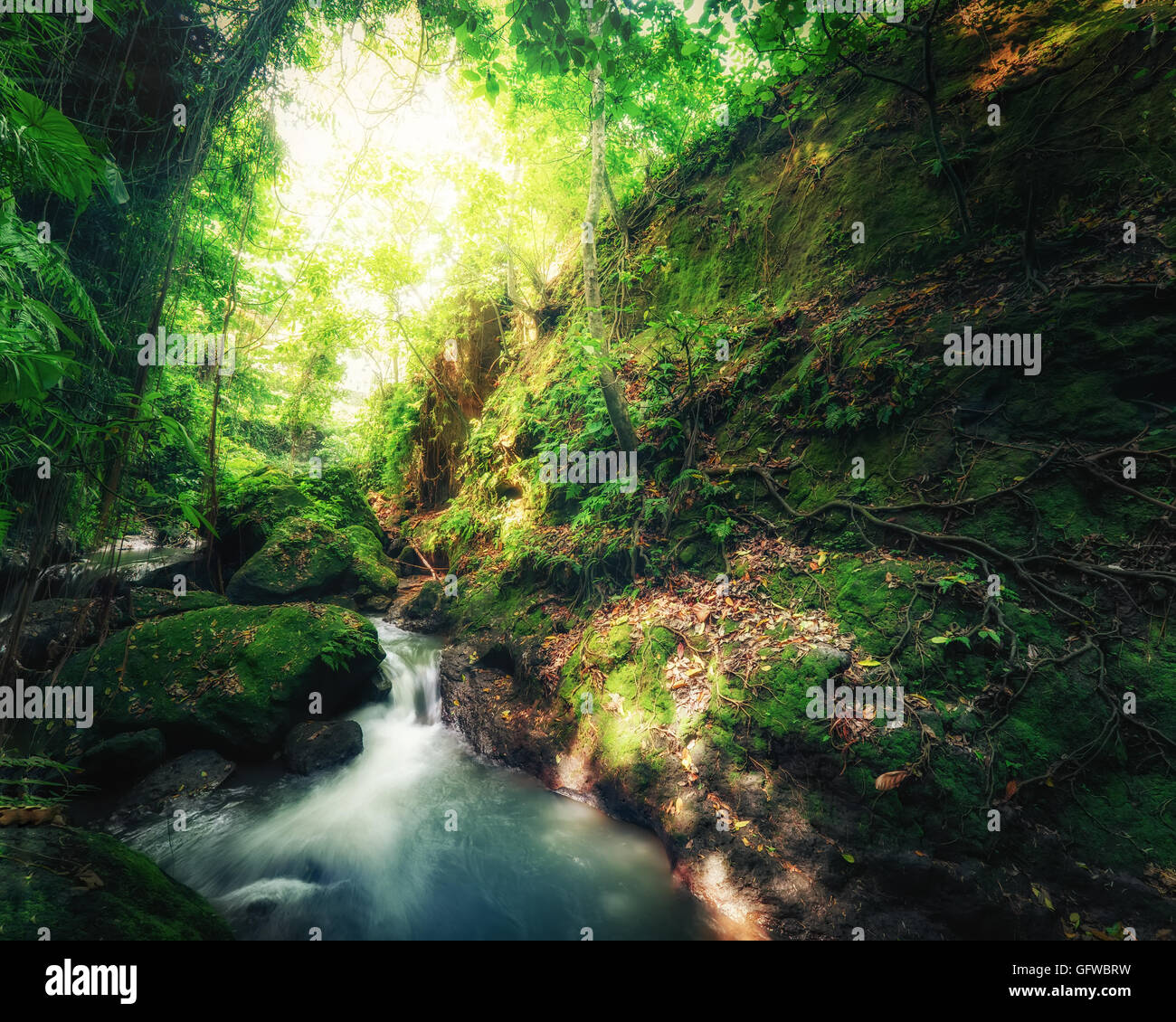 Indonesia wild jungles. Amazing mystery rainforest landscape with small ...