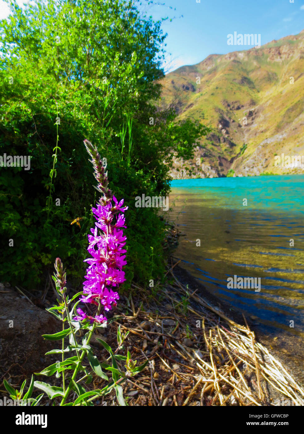 Purple one hi-res stock photography and images - Alamy
