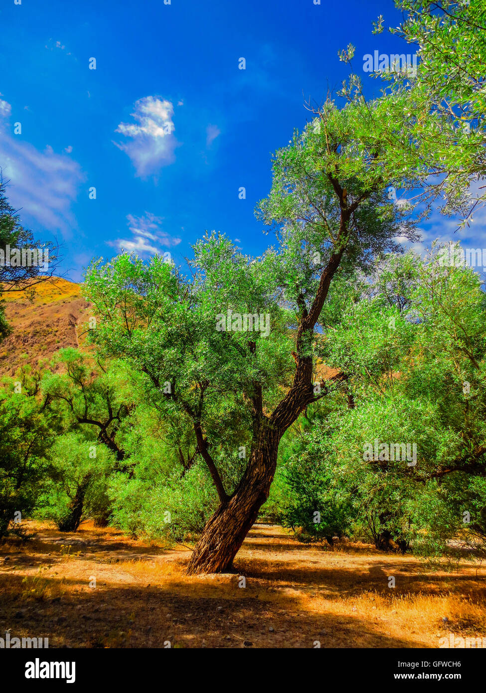 Jungle landscape lorestan nature oak tree trees hi-res stock ...
