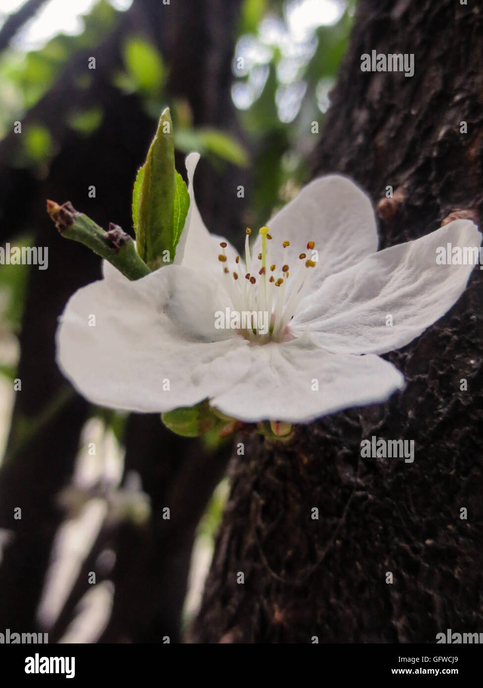 soul of spring Stock Photo - Alamy