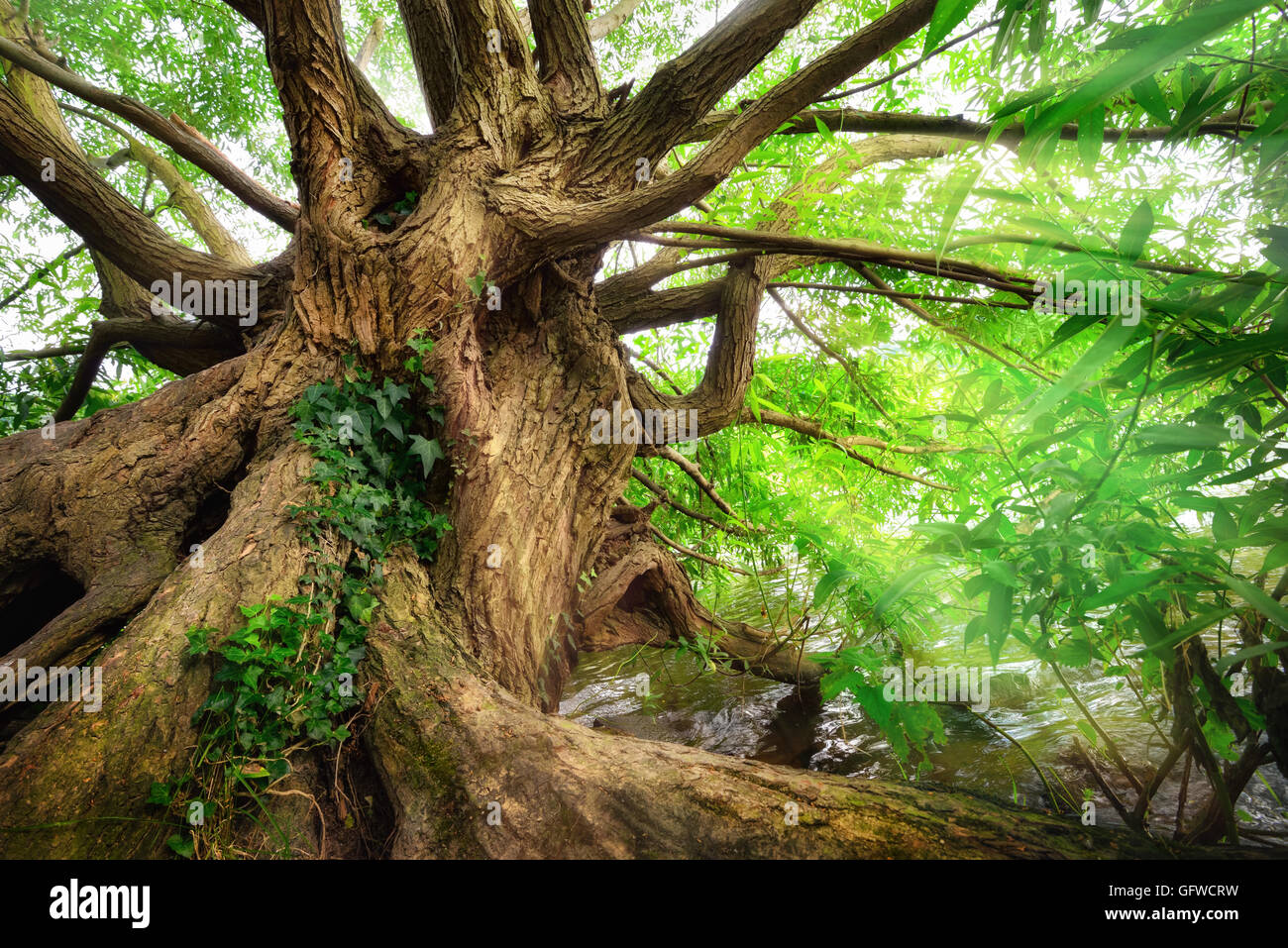 Impressive tree trunk with green foliage near water, with soft light ...