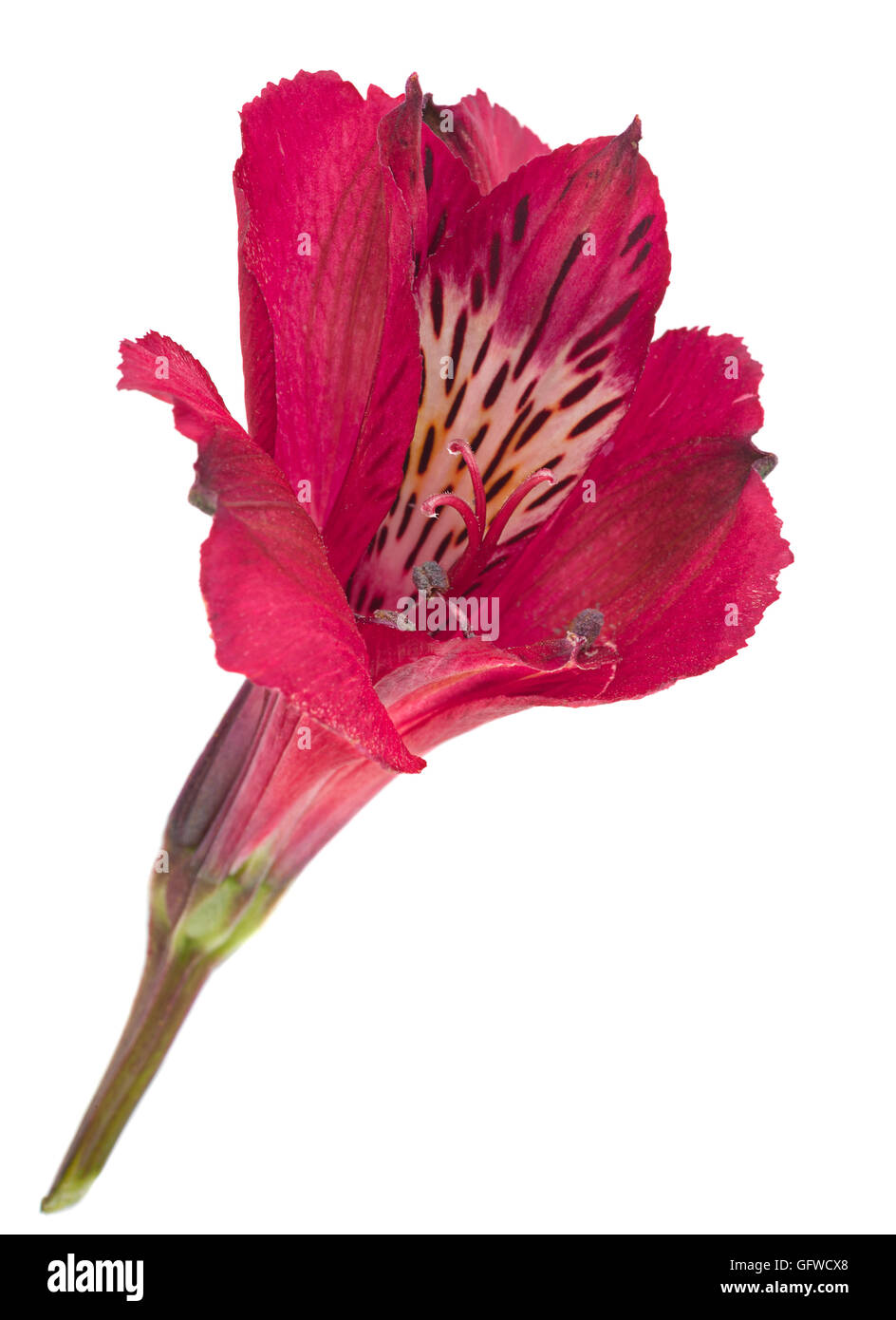 Red alstroemeria flower head closeup isolated on white background Stock ...