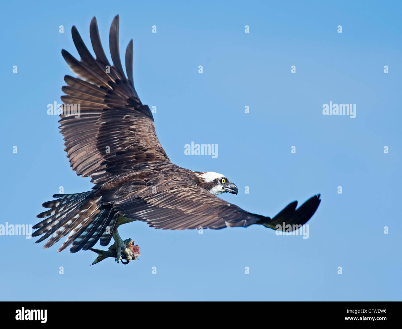 Osprey in Flight With Fish Stock Photo - Alamy