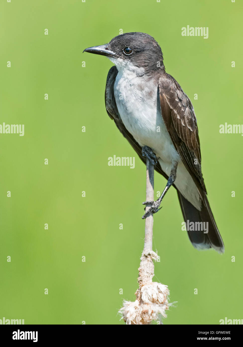 Kingbird hi-res stock photography and images - Alamy
