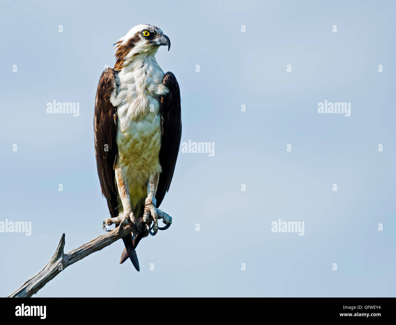 Osprey in tree hi-res stock photography and images - Alamy