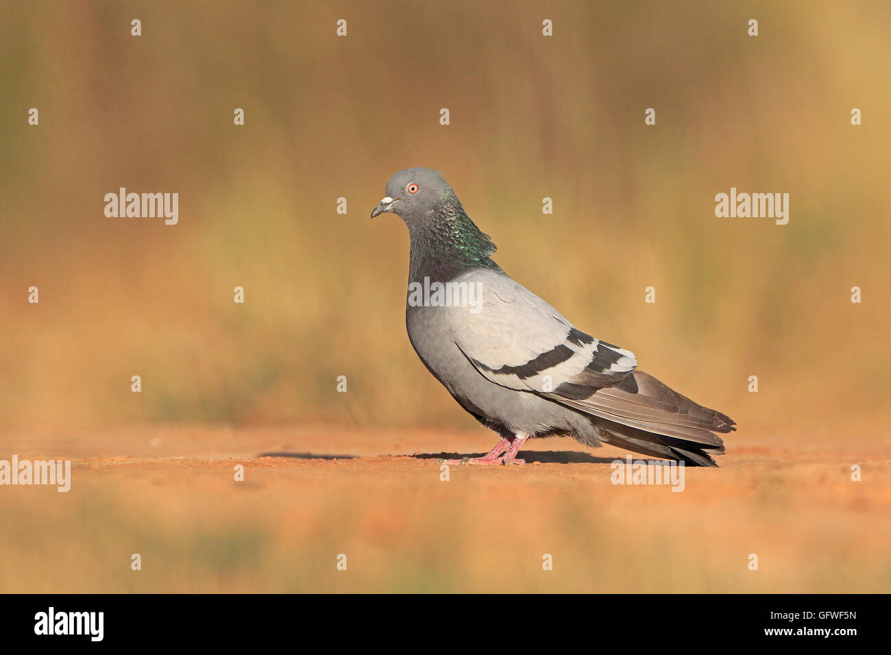 Rock dove hi-res stock photography and images - Alamy