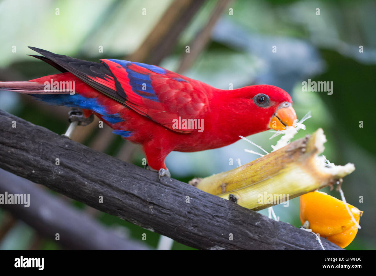 Parrot in birds park. Singapore Stock Photo - Alamy