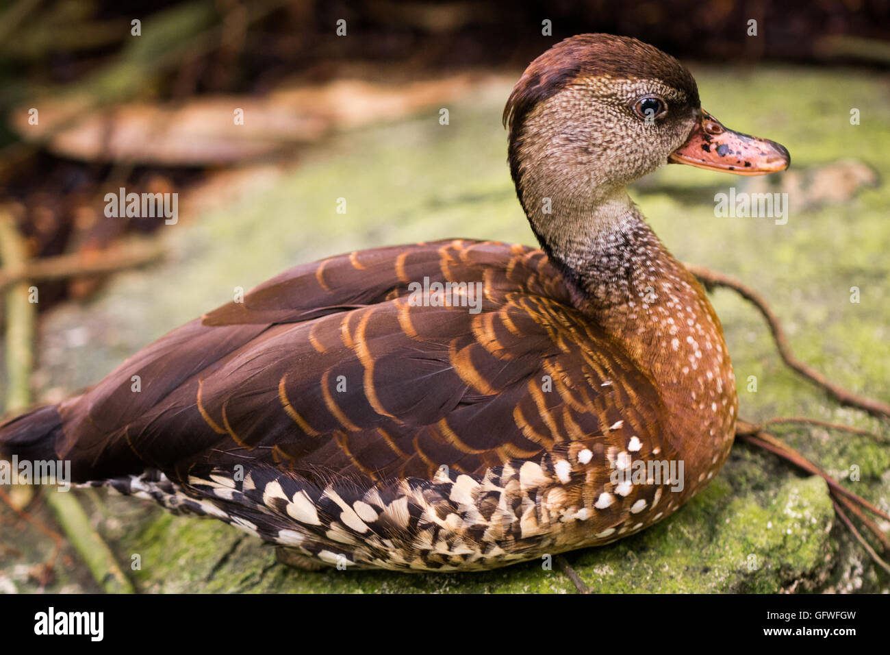 Shy goose hi-res stock photography and images - Alamy