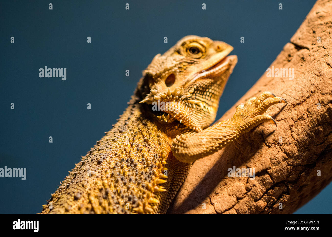 Lizards crawling tree Stock Photo - Alamy