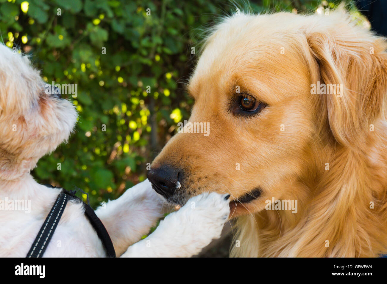 How Do You Look Inside A Dogs Mouth