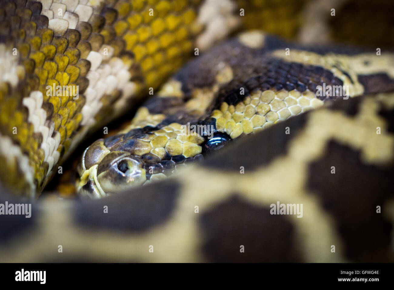 dangerous Snake lying on ground and waiting Stock Photo - Alamy