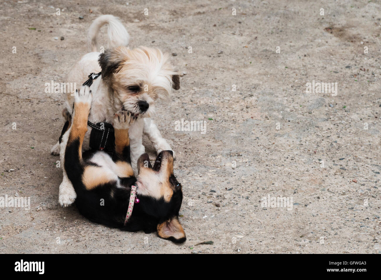 Two dogs fighting on a street Stock Photo - Alamy