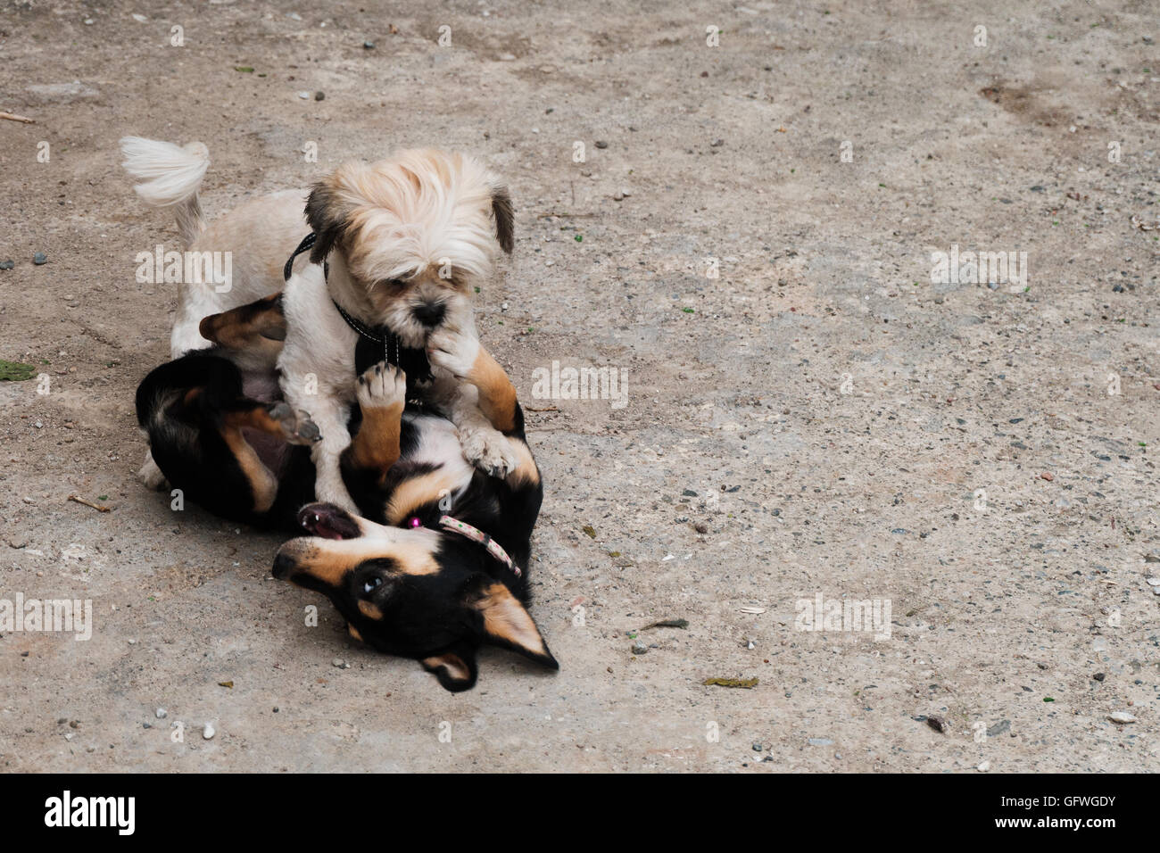Two dogs fighting on a street Stock Photo - Alamy