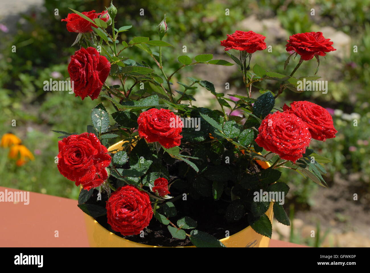 Red roses, rosa, bush roses Stock Photo - Alamy