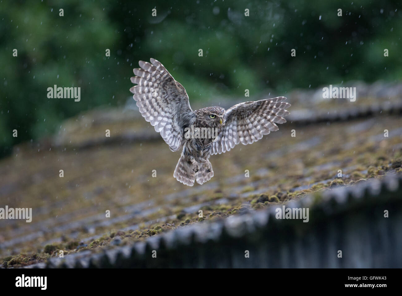 Raining on owl hi-res stock photography and images - Alamy