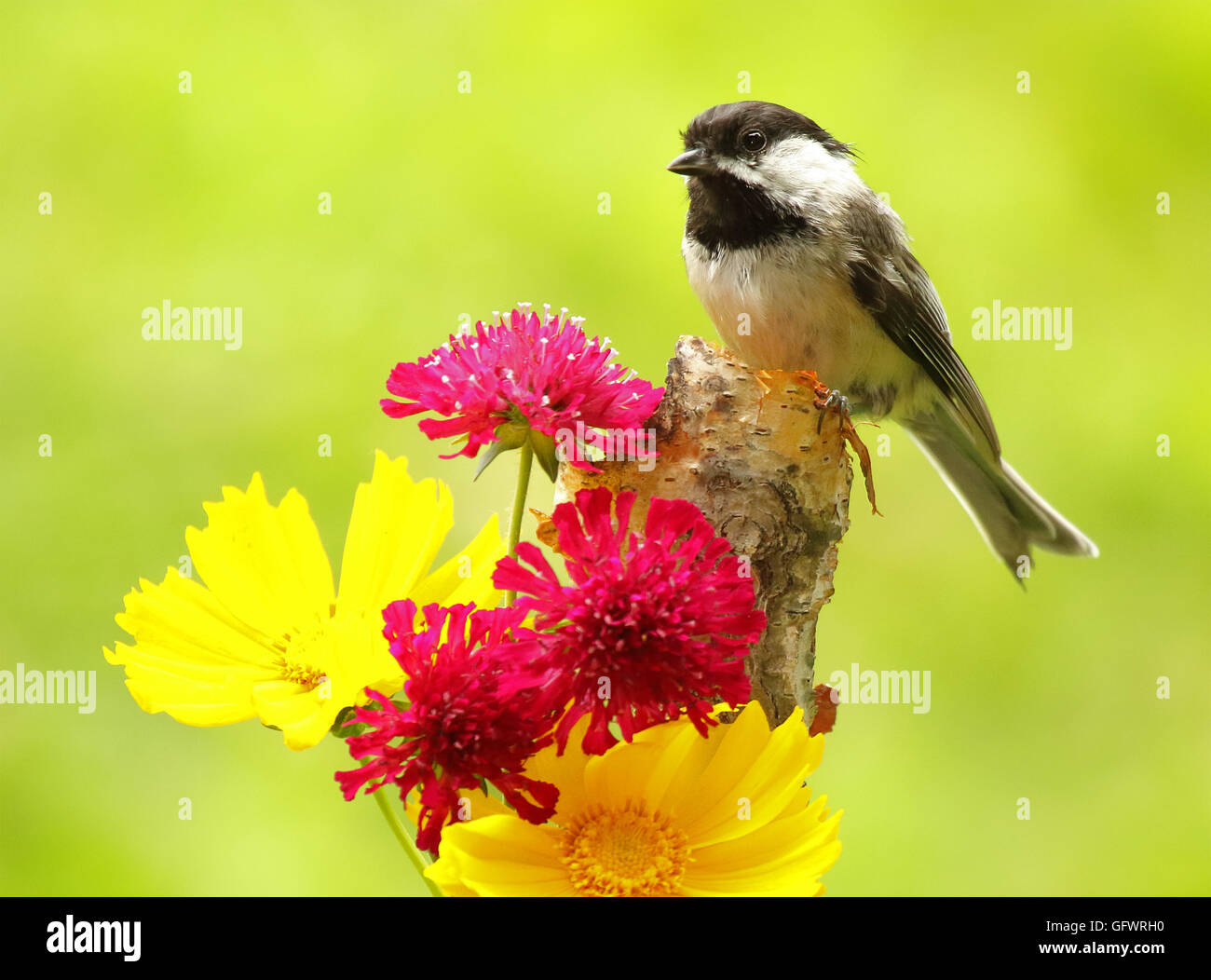A Black-capped Chickadee among bright flowers Stock Photo - Alamy