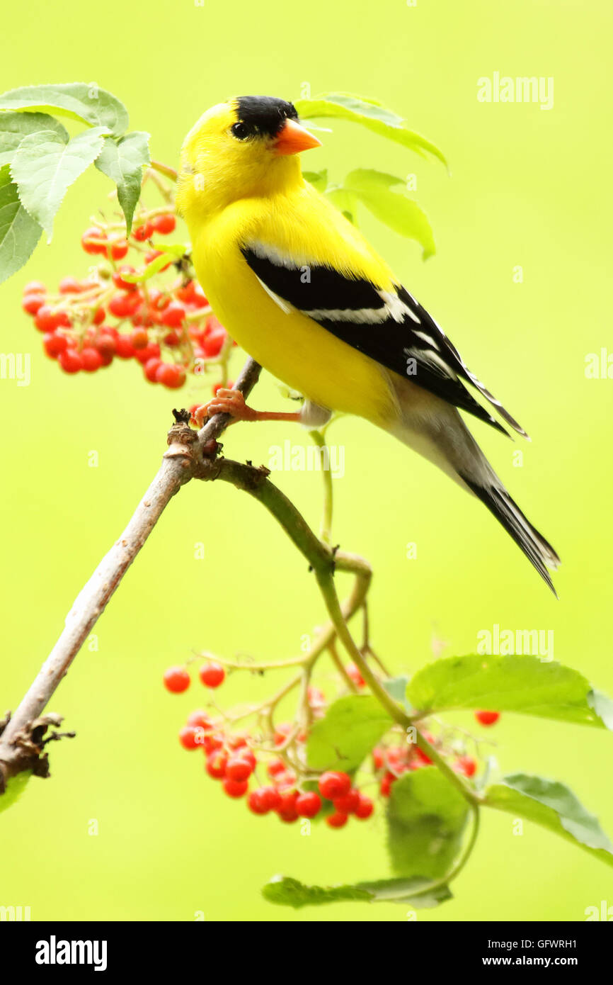 An American Goldfinch looking back among elderberries Stock Photo - Alamy