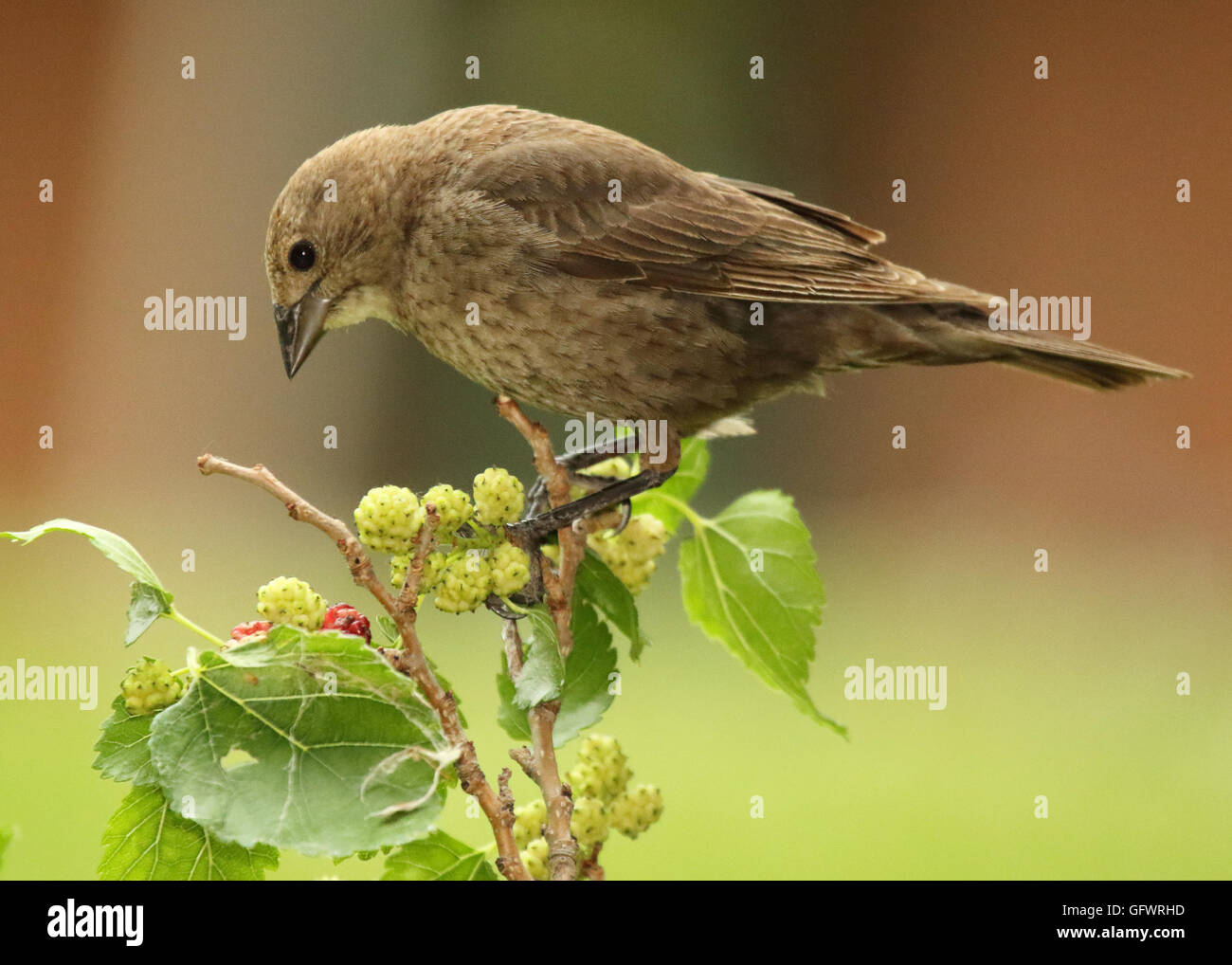 Female brown headed cowbird hi-res stock photography and images - Alamy