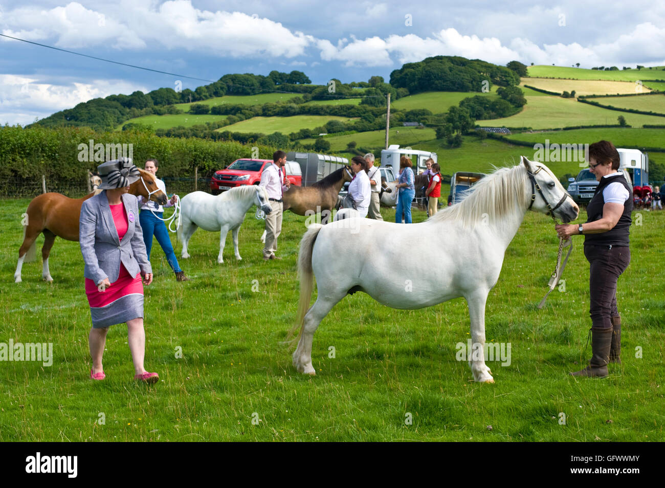 Show ponies hi-res stock photography and images - Alamy