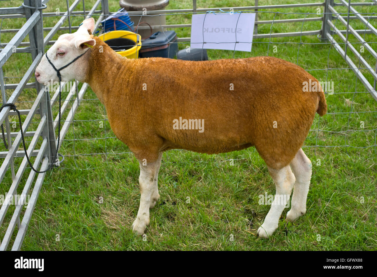 Gwenddwr hi-res stock photography and images - Alamy