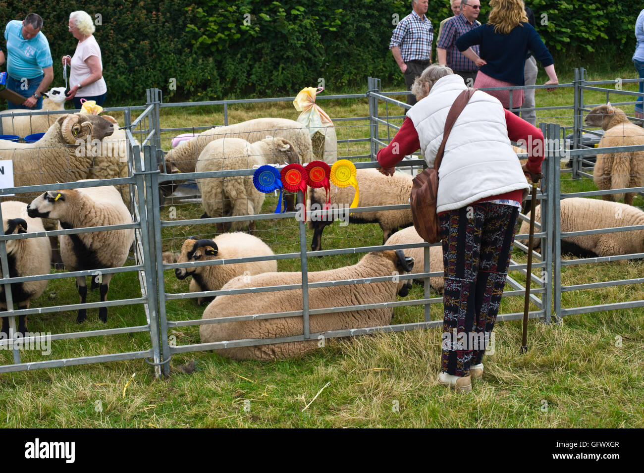 Prize winning sheep hi-res stock photography and images - Alamy