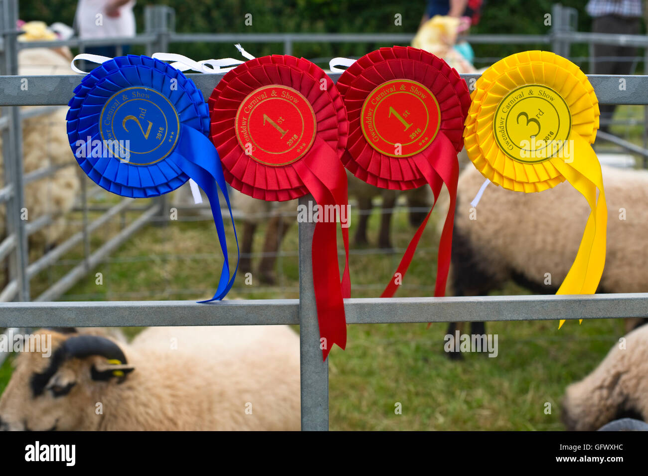 Prizewinning sheep hi-res stock photography and images - Alamy