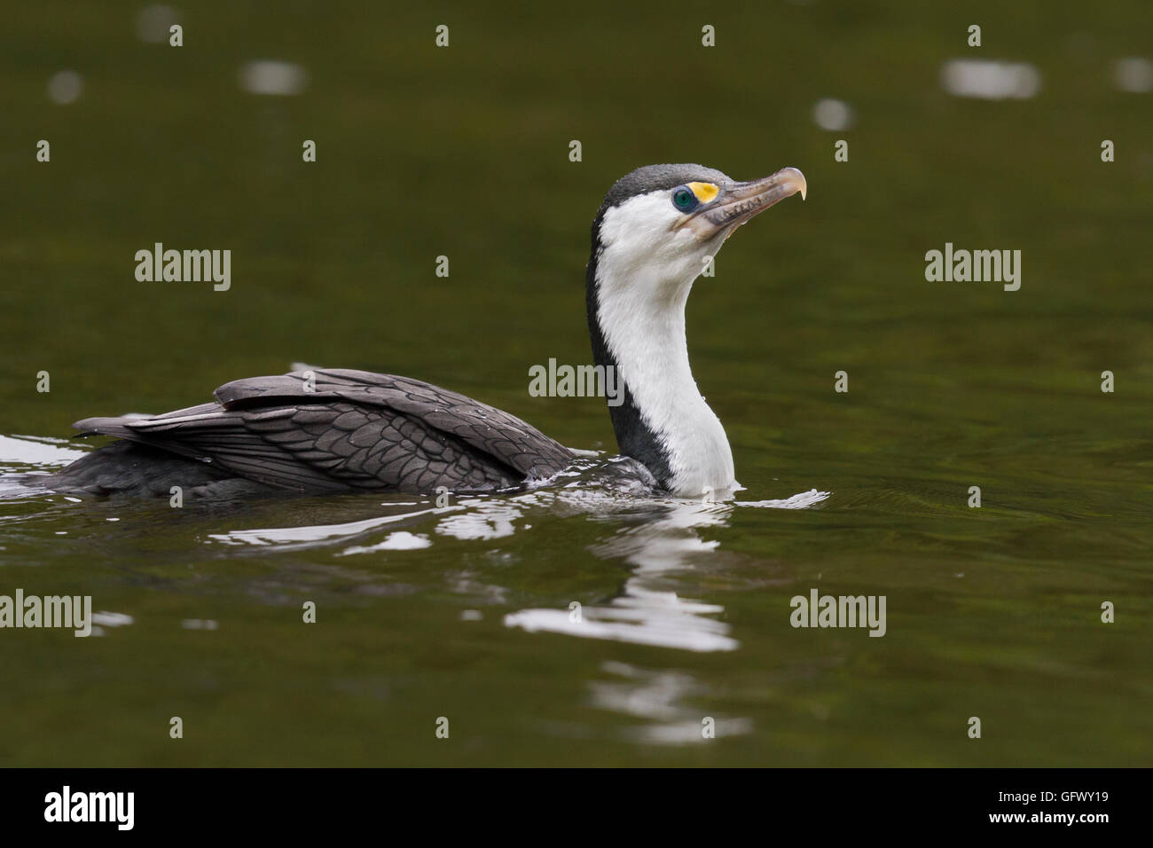 Australian shag hi-res stock photography and images - Alamy