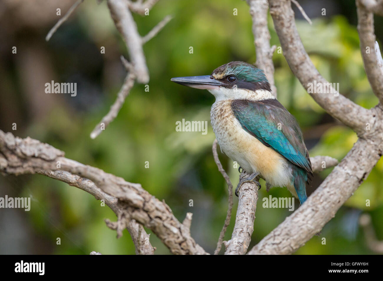 New zealand native species hi-res stock photography and images - Alamy
