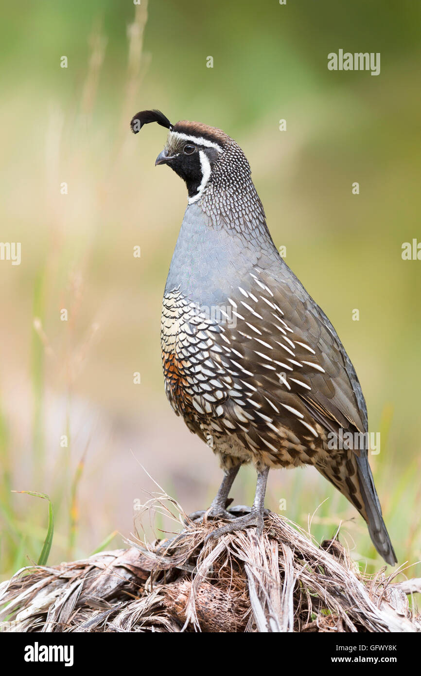 California Quail or Callipepla californica in Wellington North Island ...