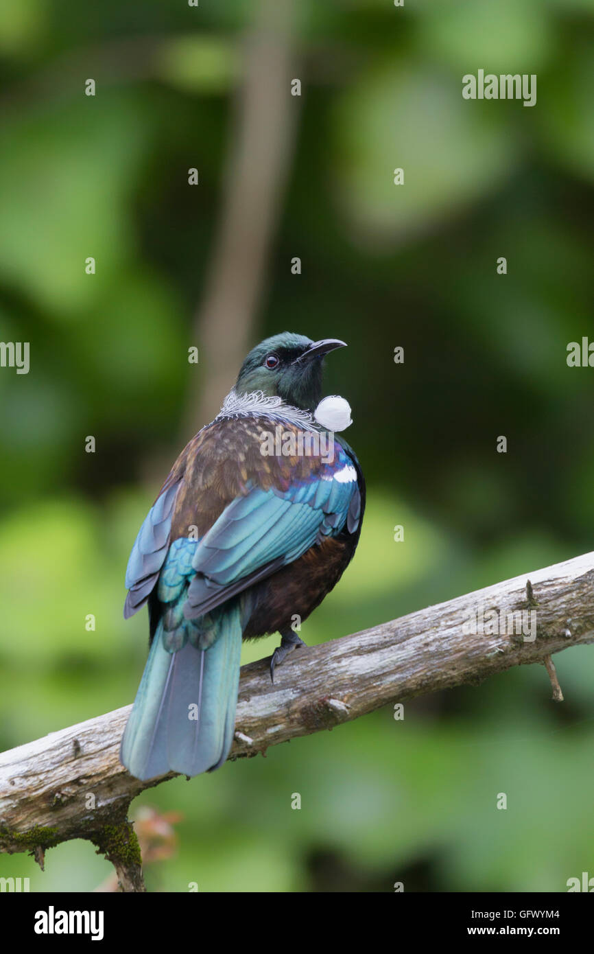 Tui new zealand hi-res stock photography and images - Alamy