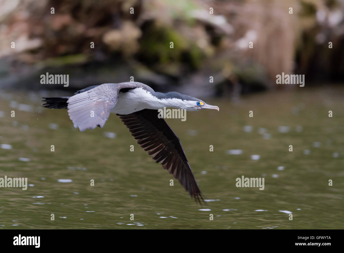 New zealand birds hi-res stock photography and images - Alamy
