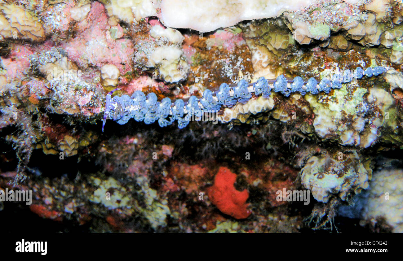 A blue ribbon like nudibranch crawls along an outcropping of coral ...